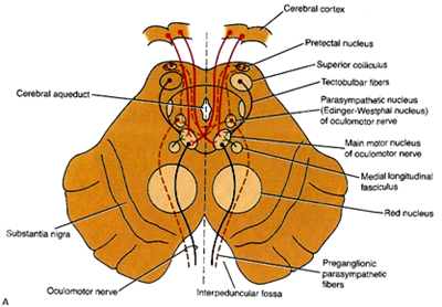 Occulomotor nerve and Trochlear nerve - Radiology Made Easy